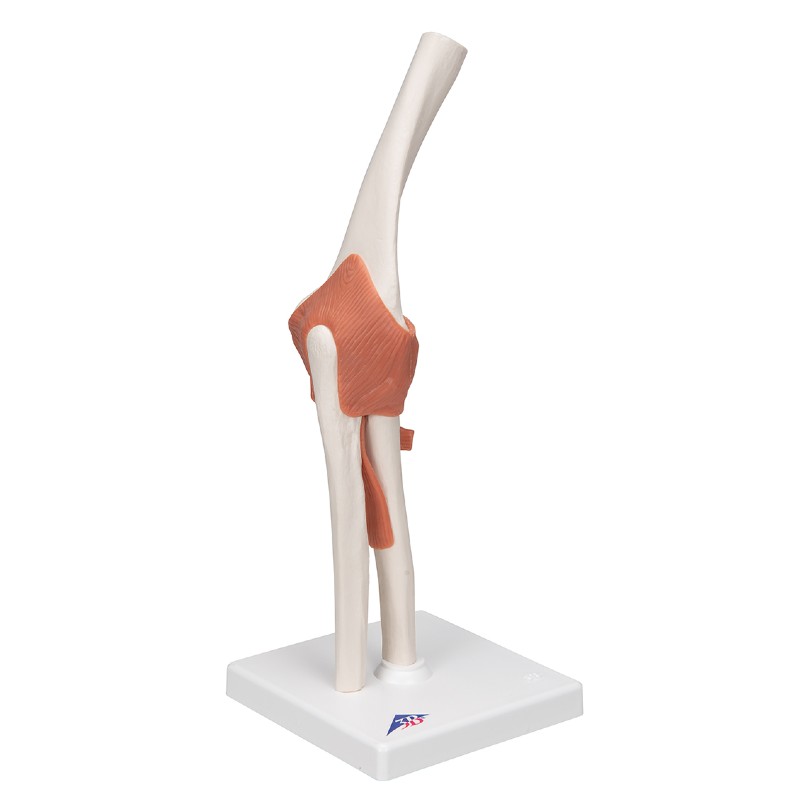 Functional Elbow Joint Model w/ Ligaments | Health and Care